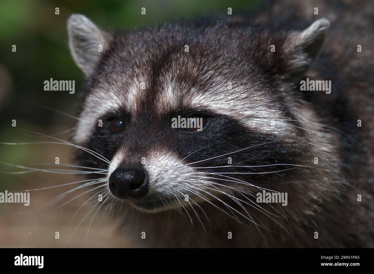 North American Raccoon (Procyon lotor) - closeup head shot of this ...