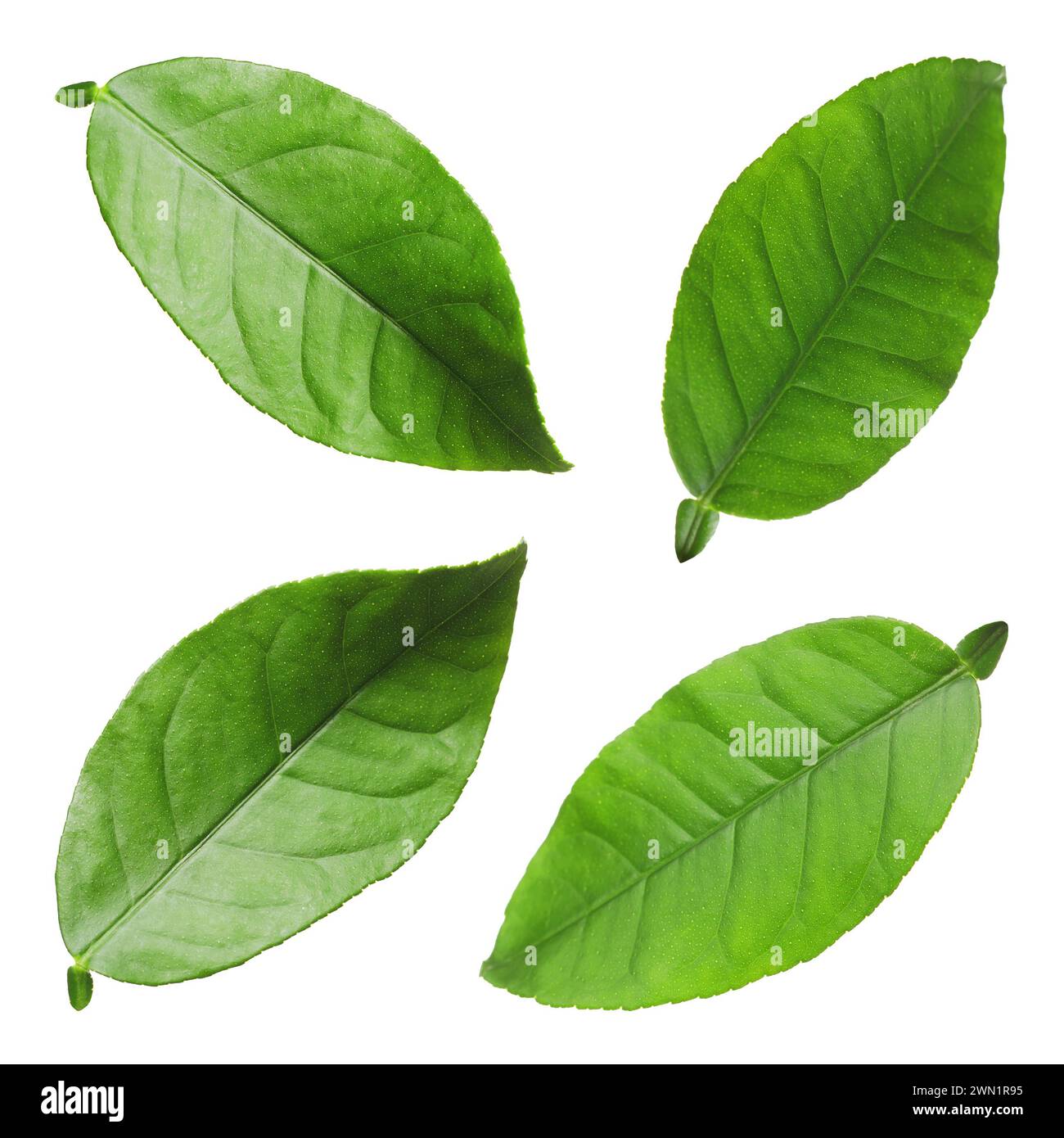 Green leaves of lemon tree isolated on white, set Stock Photo - Alamy