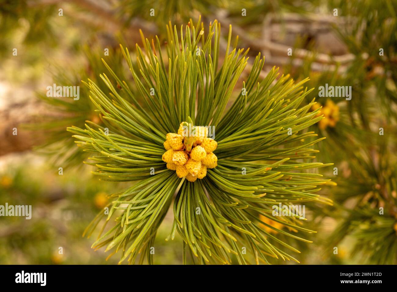 Pinon pine trees hi-res stock photography and images - Alamy