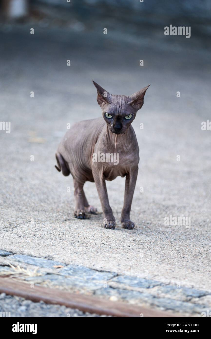 Distinctive stray hi-res stock photography and images - Alamy