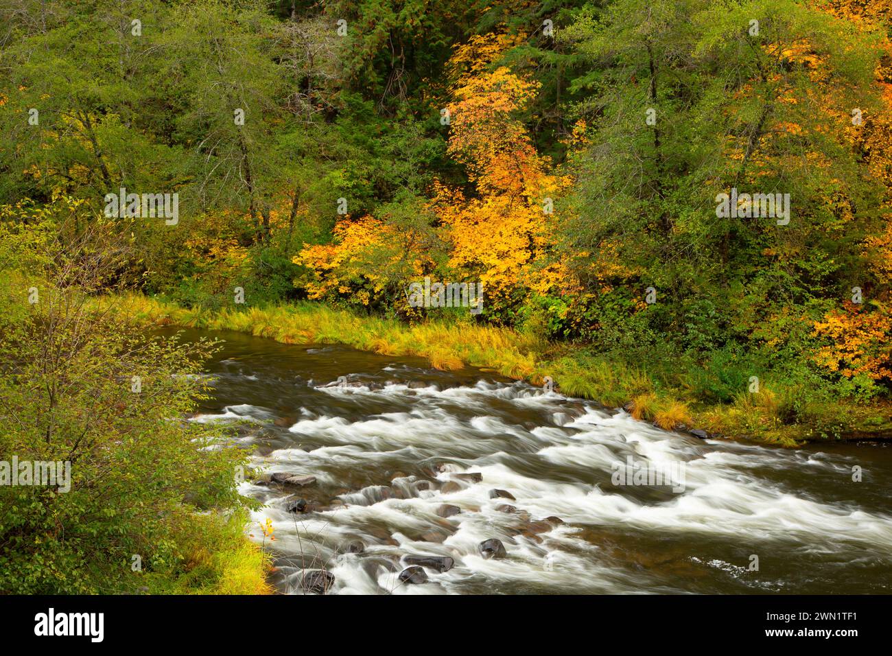 South Umpqua River, Umpqua National Forest, Oregon Stock Photo - Alamy