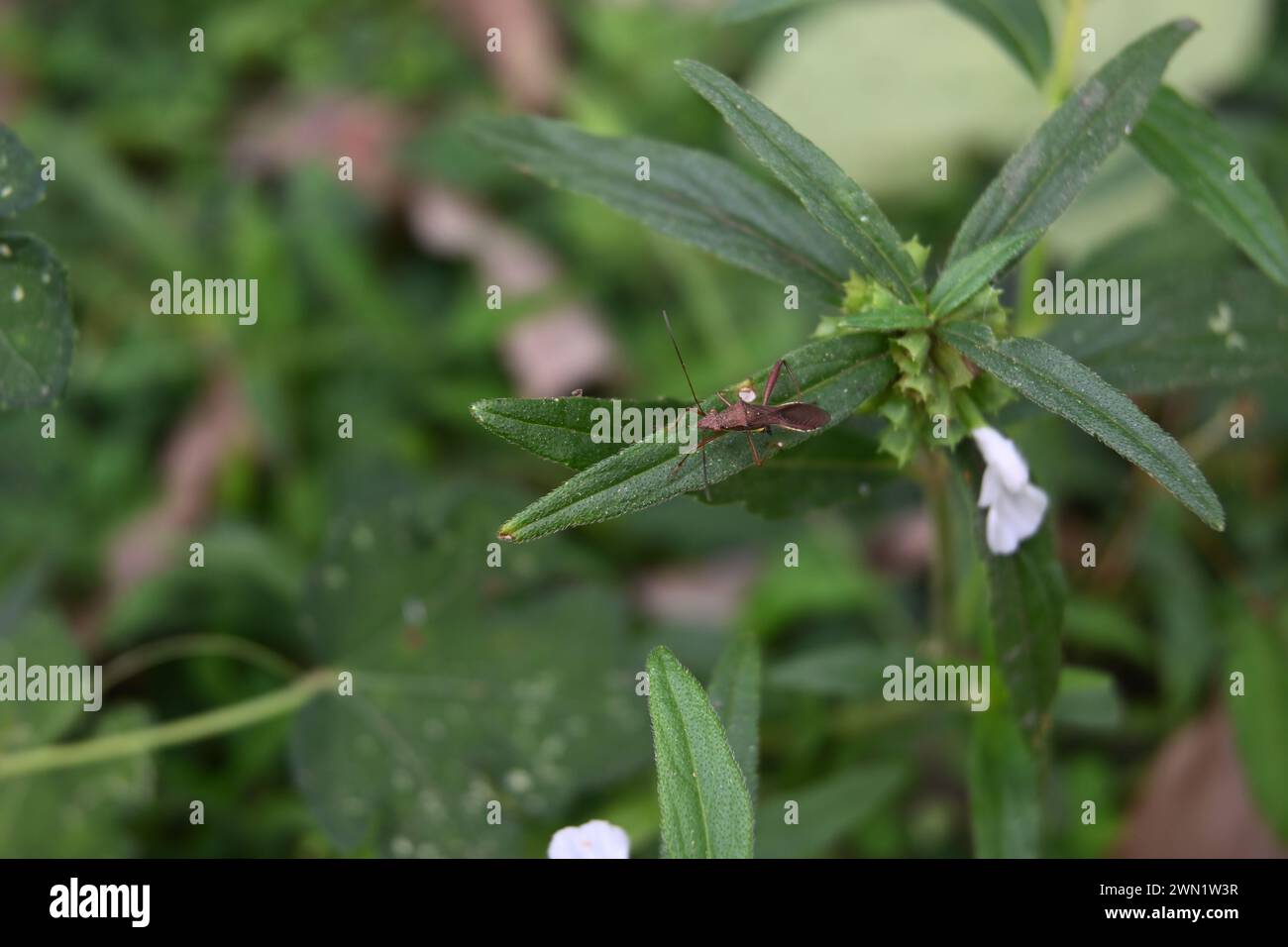 Dorsal view of a brown colored broad headed bug (riptortus pedestris ...