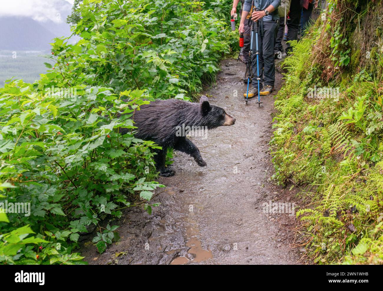 A bear walking out of the bush full of red berries. People holding bear ...