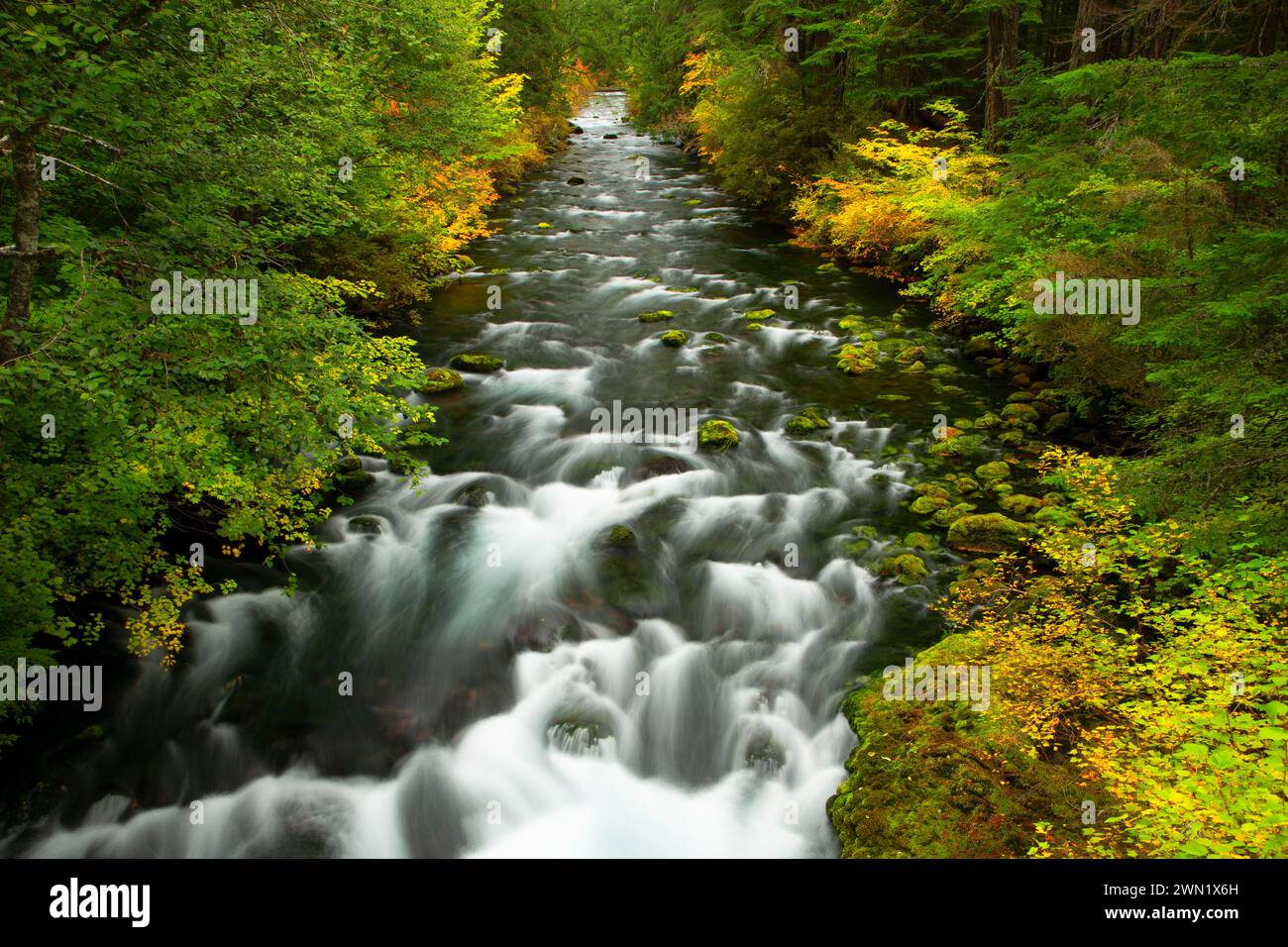 Upper McKenzie Wild and Scenic River, Willamette National Forest ...