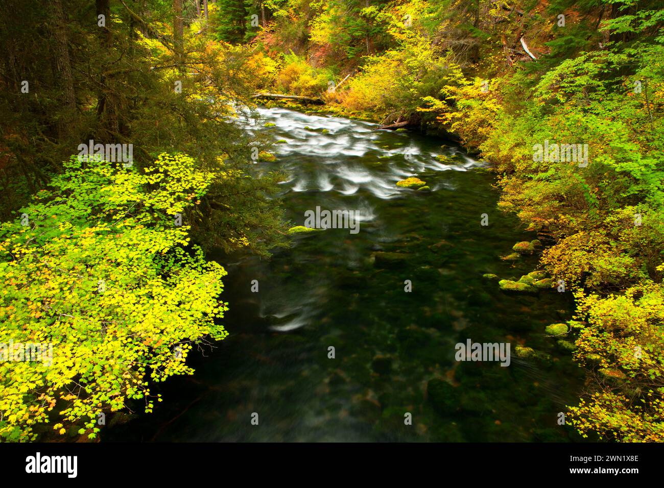 Upper McKenzie Wild and Scenic River, Willamette National Forest ...