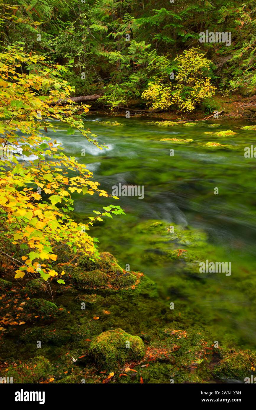 Upper McKenzie Wild and Scenic River, Willamette National Forest ...