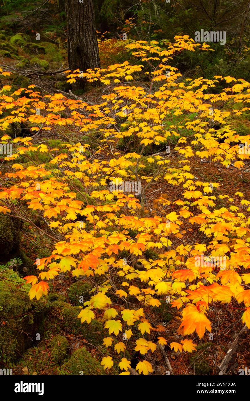 Hike to waterfalls hi-res stock photography and images - Alamy