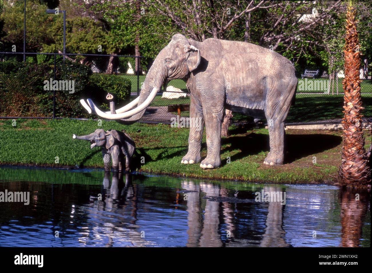 La Brea Tar Pits, tar, animals, prehistoric, mammoth, display, tourist ...