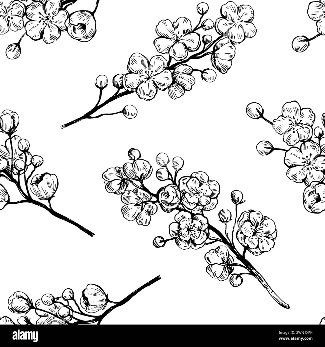 Sakura blooming branches. Black and white outline ink drawing. Vector ...