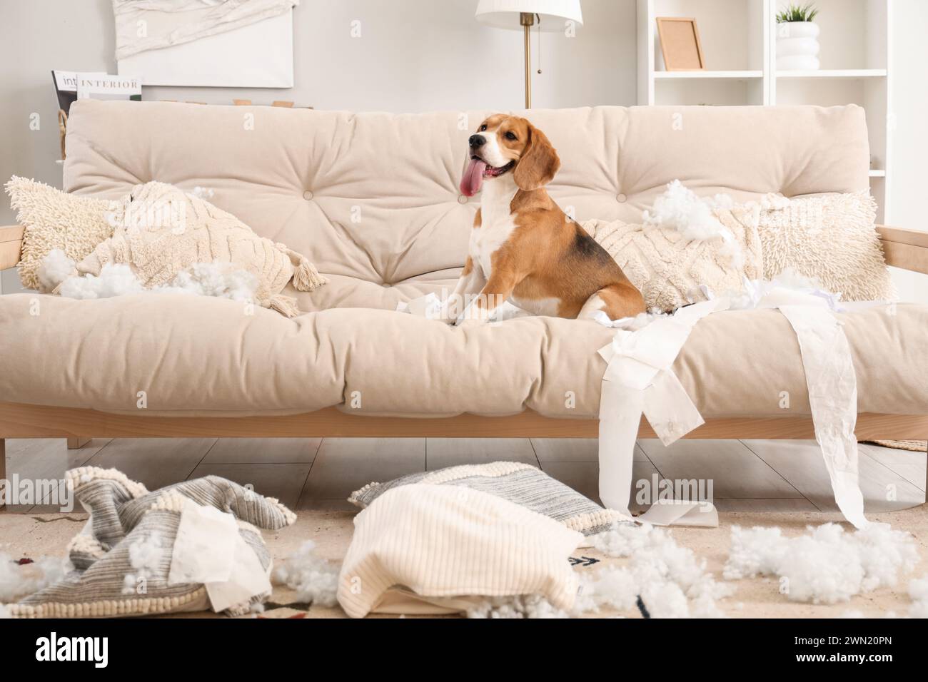 Naughty Beagle dog with torn pillows and toilet paper rolls sitting on ...