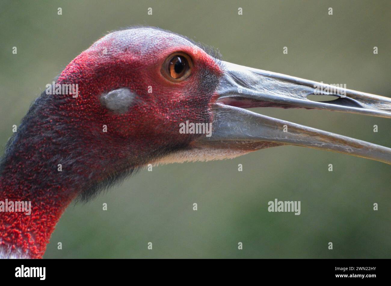 Eye bird cranes view hi-res stock photography and images - Alamy
