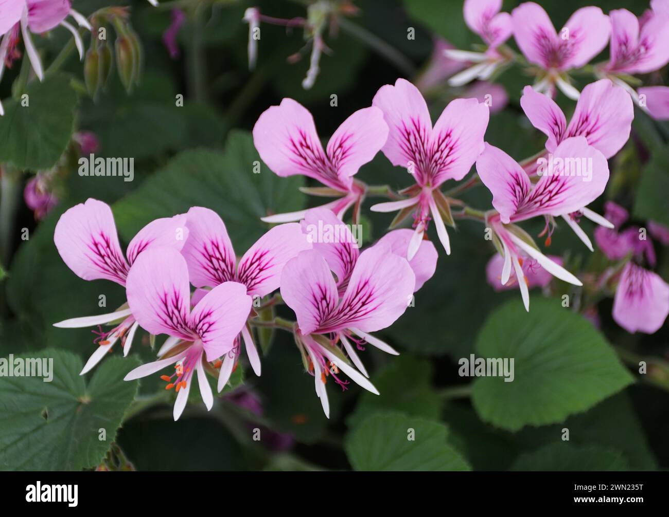 A beautiful cluster of bright pink color of Heart-leaf Pelargonium ...