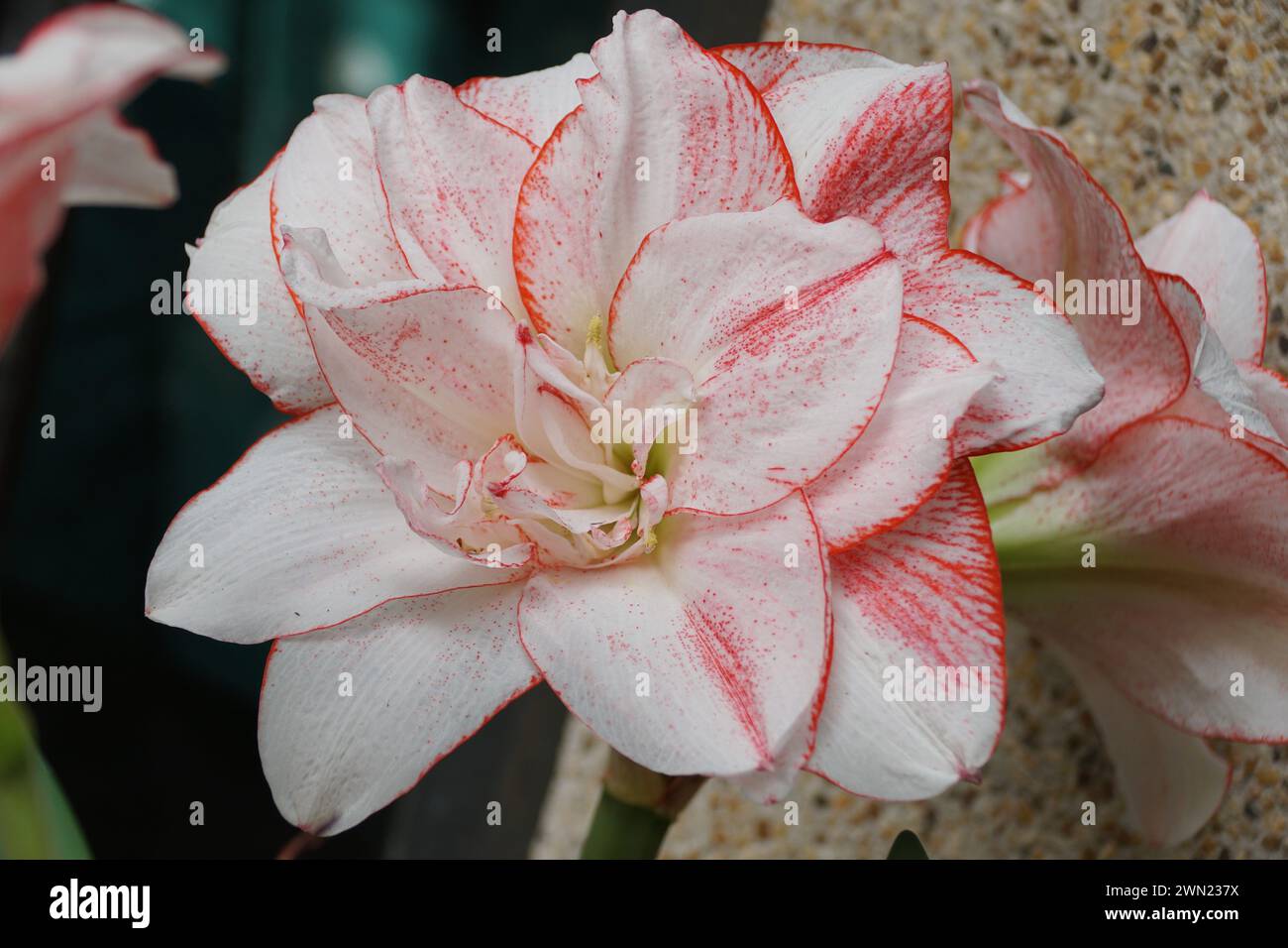 Light pink and white flower of 'Striped Amadeus' Amaryllis Stock Photo ...