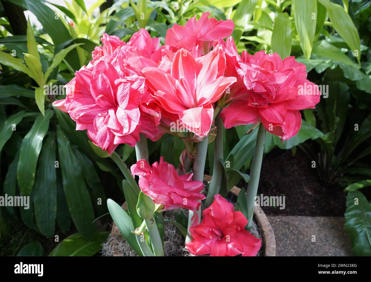 The bright pink 'Candy Nymph' amaryllis flower at full bloom Stock Photo - Alamy