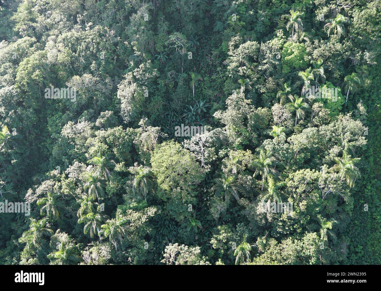 The aerial view of the rainforest on top of Mount Isabel DeTorres ...