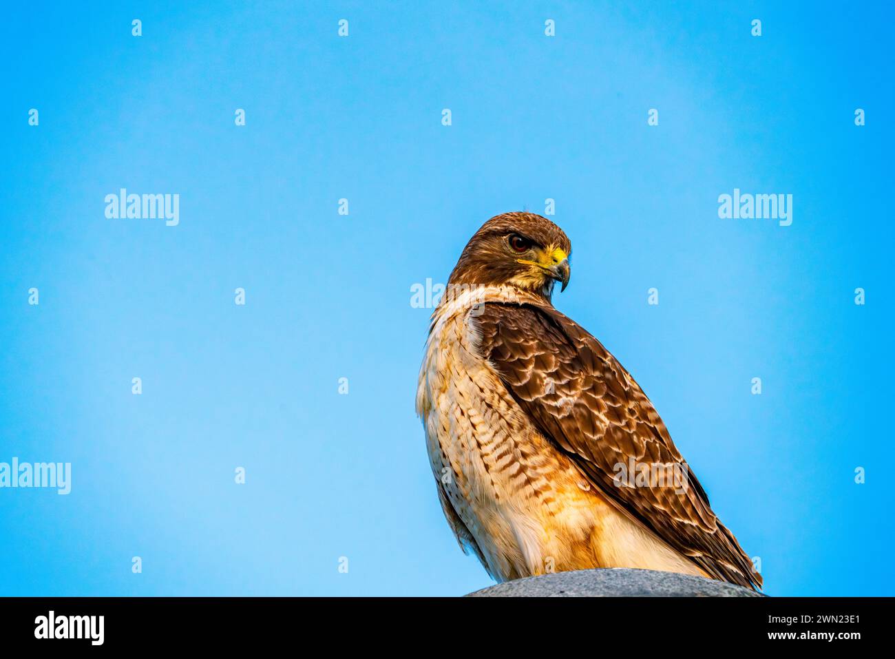 Black shouldered hawk hi-res stock photography and images - Alamy