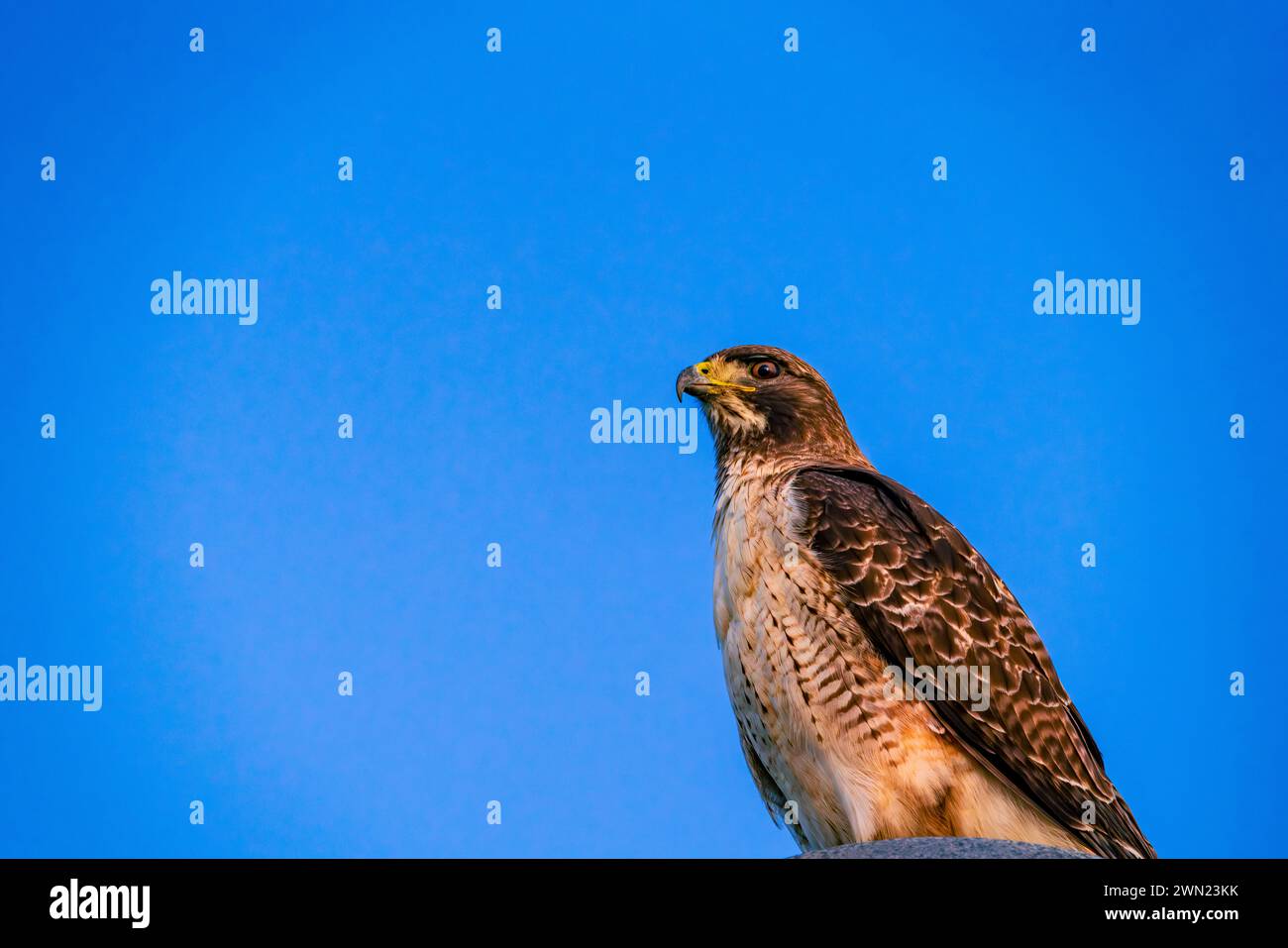 A hawk looks foreward and scanning the area Stock Photo - Alamy