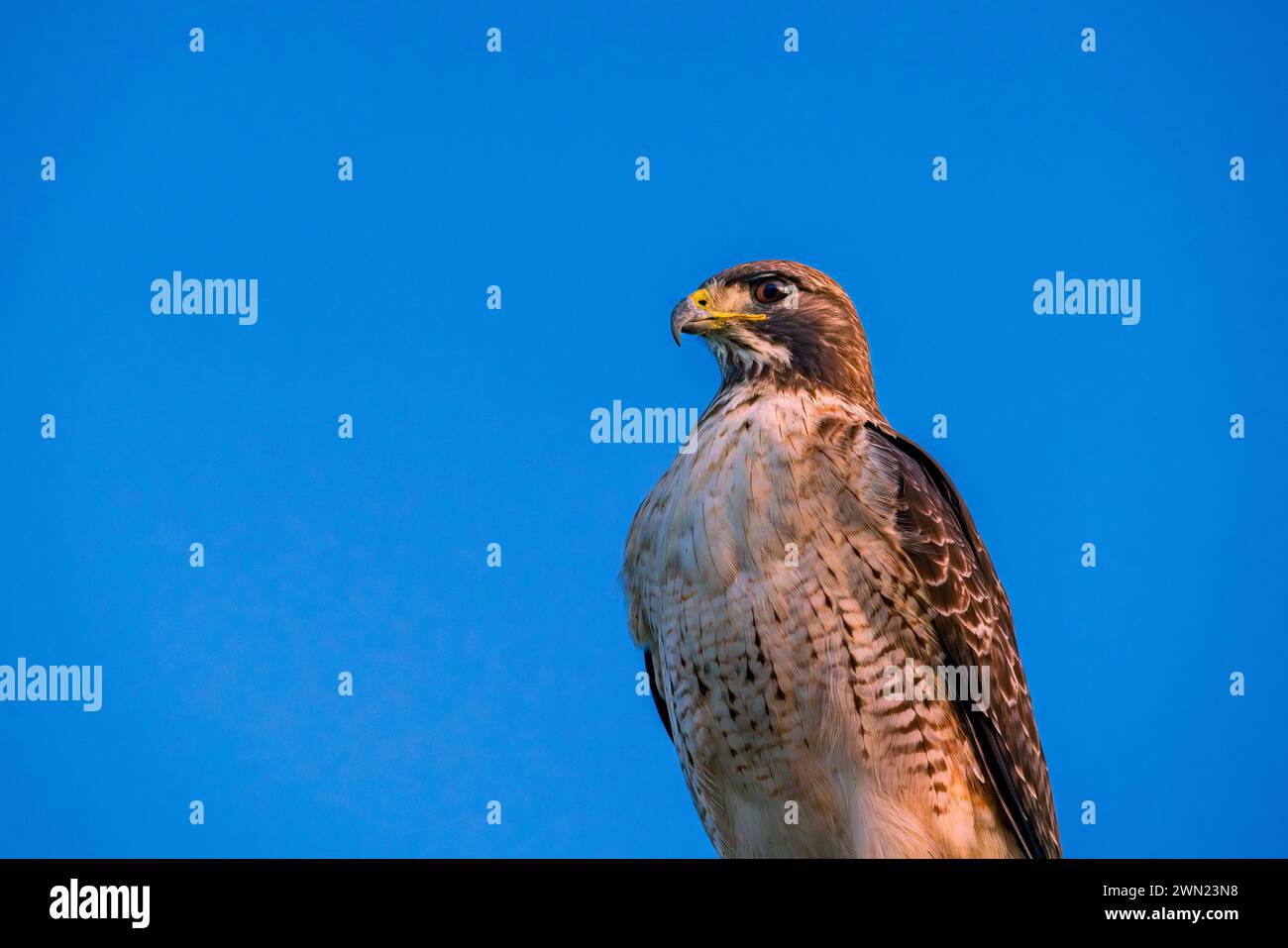 A hawk looks ahead with a powerful pose Stock Photo - Alamy