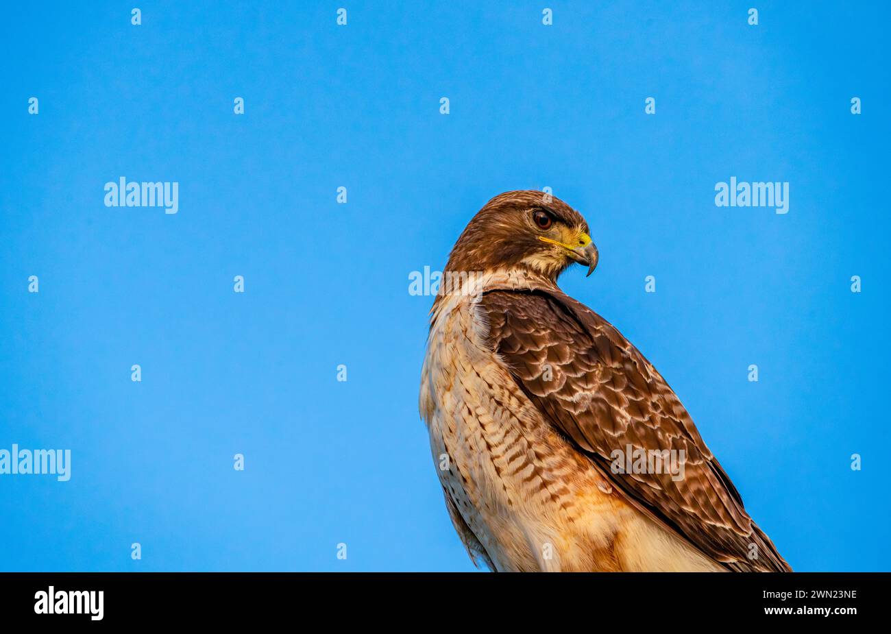 Red tailed hawk perched hi-res stock photography and images - Alamy
