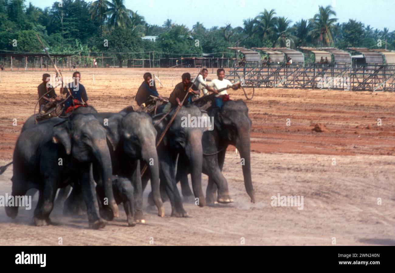 Training elephants for Surin elephant round-up Thailand, 1969 Stock ...