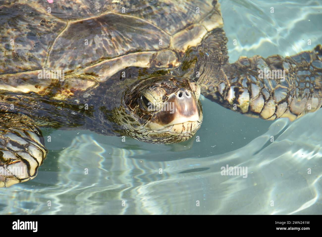 Hawaiian green sea turtle Stock Photo - Alamy