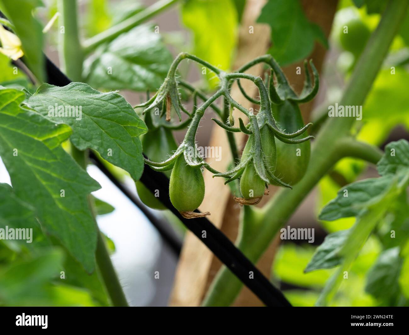 Teardrop shaped tomatoes forming on the vine, green and unripe Stock ...