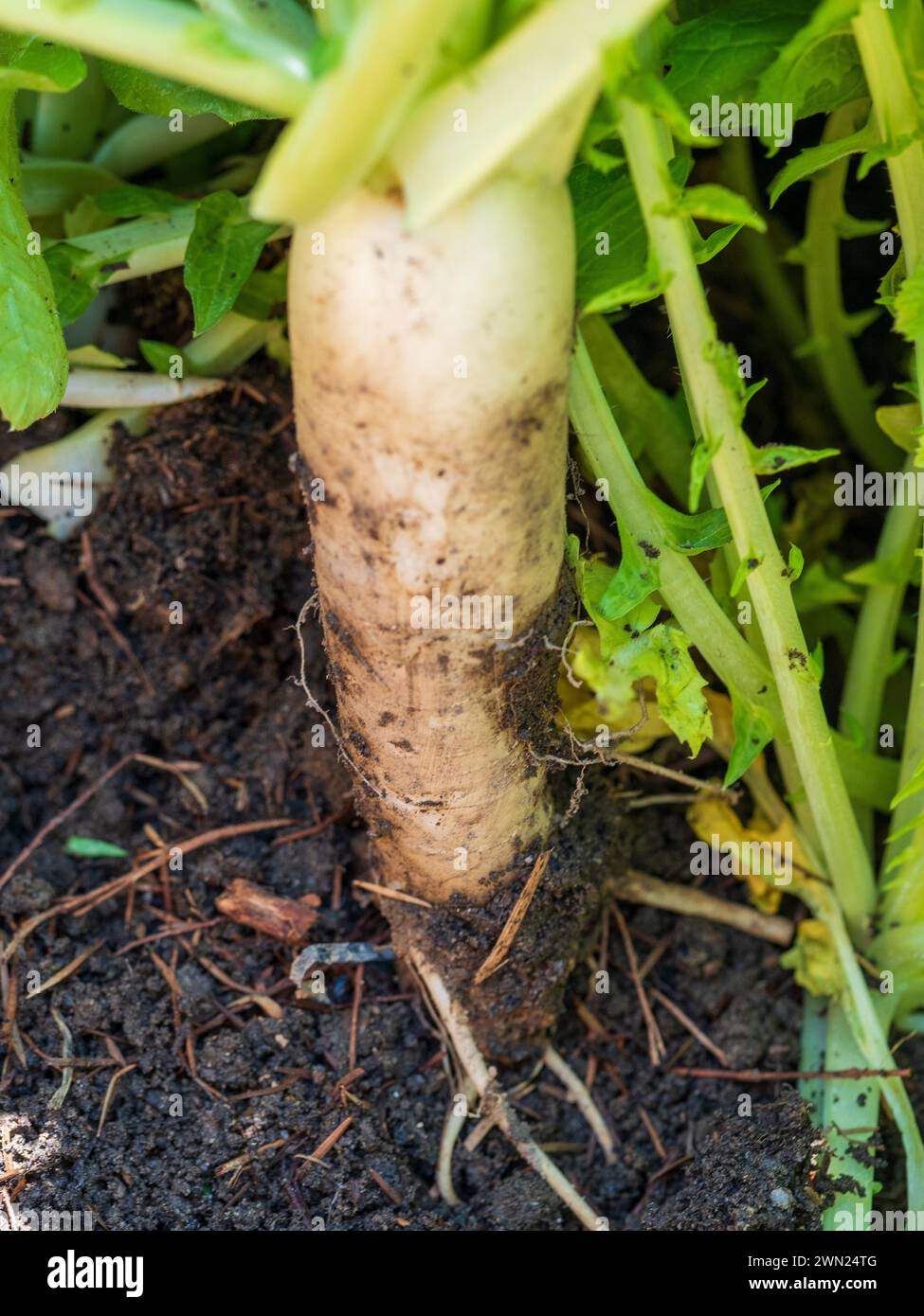 Daikon Radish being pulled from the soil of a vegetable garden bed ...