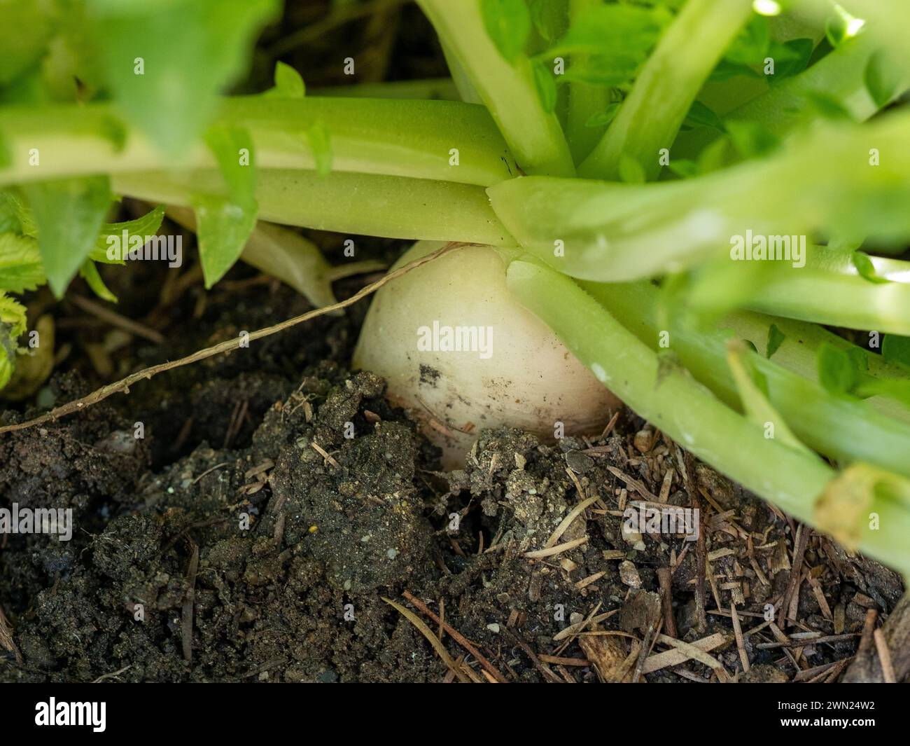 Daikon Radish being pulled from the soil of a vegetable garden bed ...