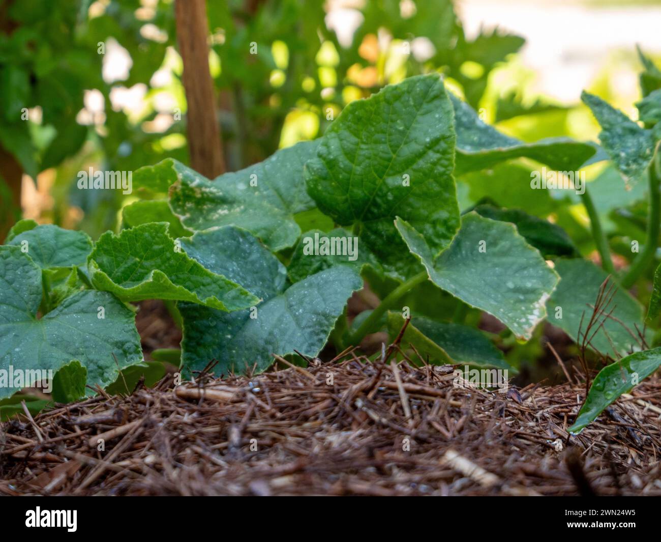 Mulched soil garden hi-res stock photography and images - Alamy