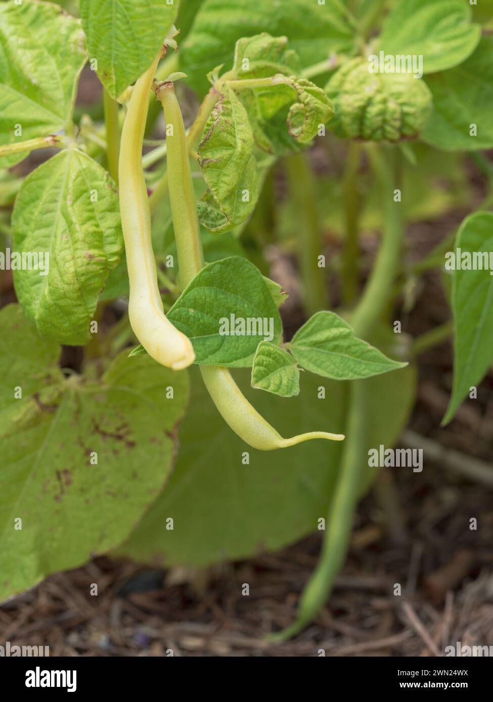From an australian coastal kitchen garden hi-res stock photography and ...