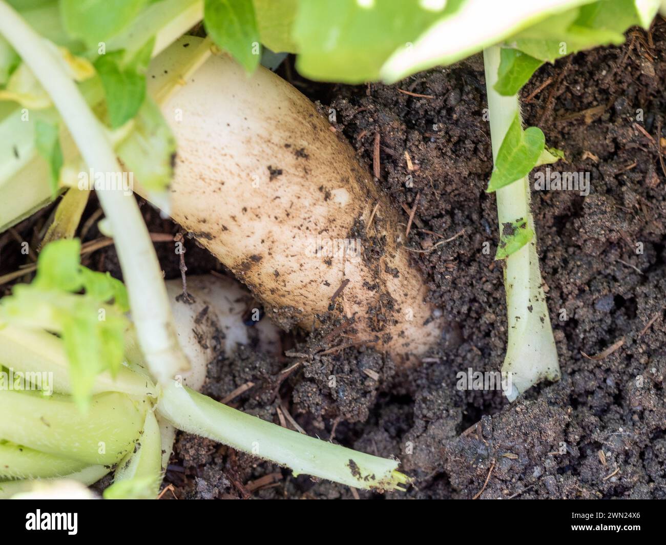 Daikon Radish being pulled from the soil of a vegetable garden bed ...