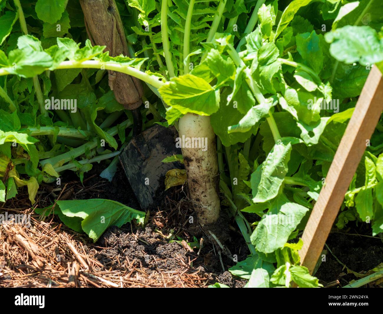 Digging up white Daikon radishes with a shovel in the dirt of the ...