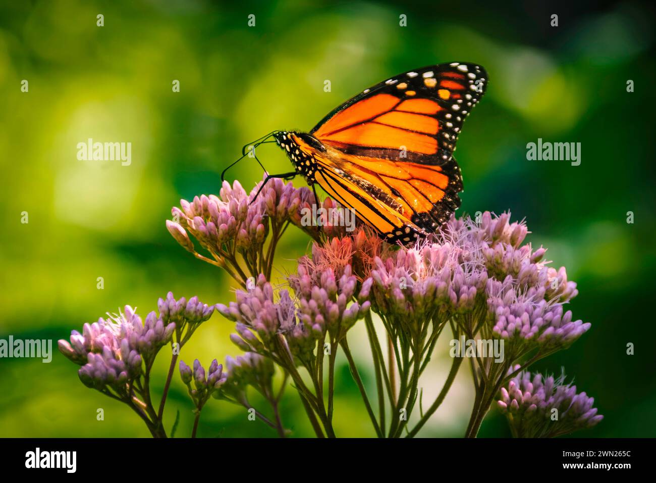 Monarch butterfly feeding on milkweed Stock Photo - Alamy