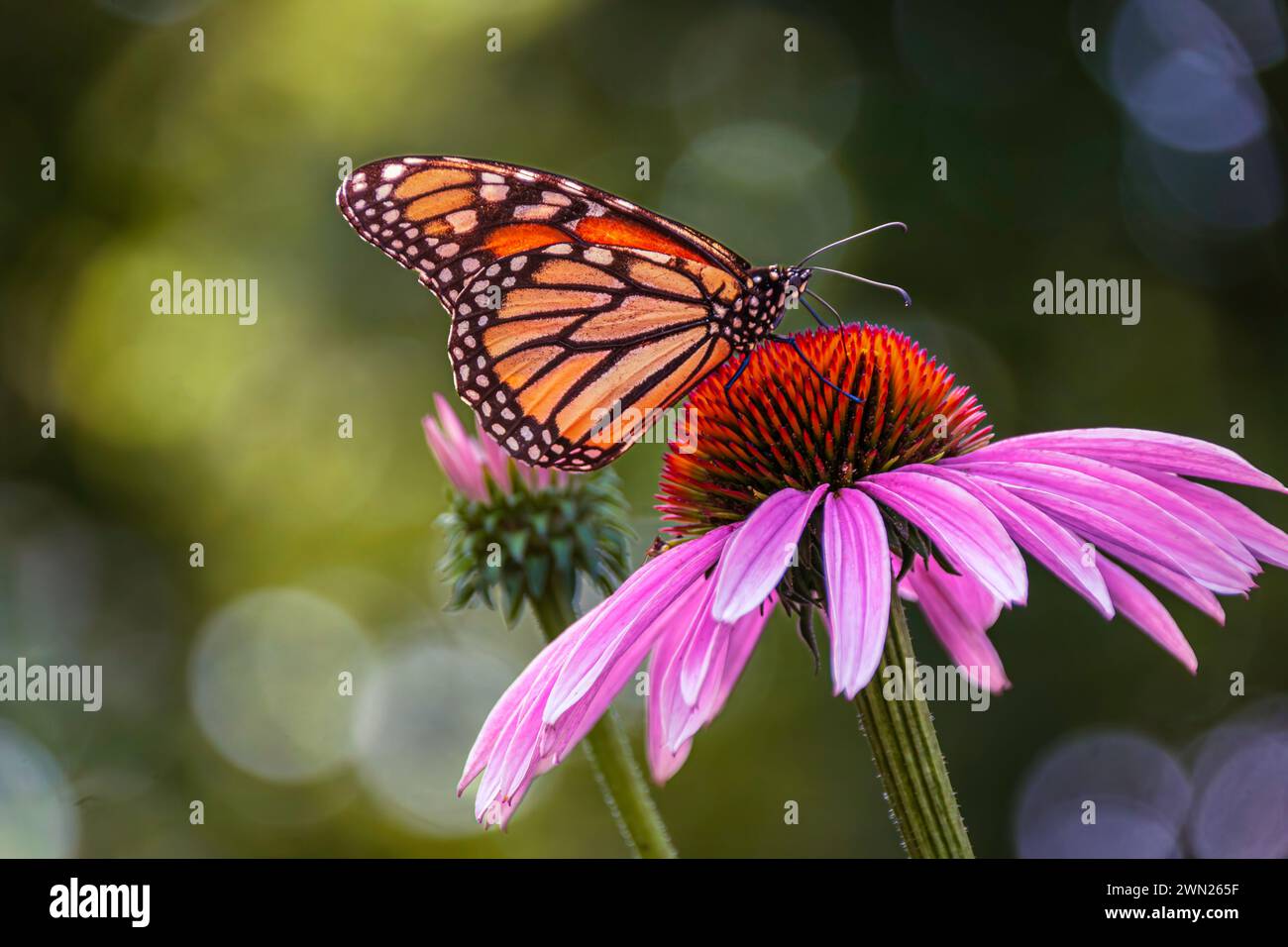 Monarch butterfly sitting on echinacea flower Stock Photo - Alamy