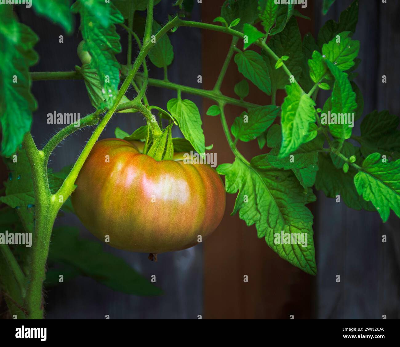 Tomato on a twig hi-res stock photography and images - Alamy