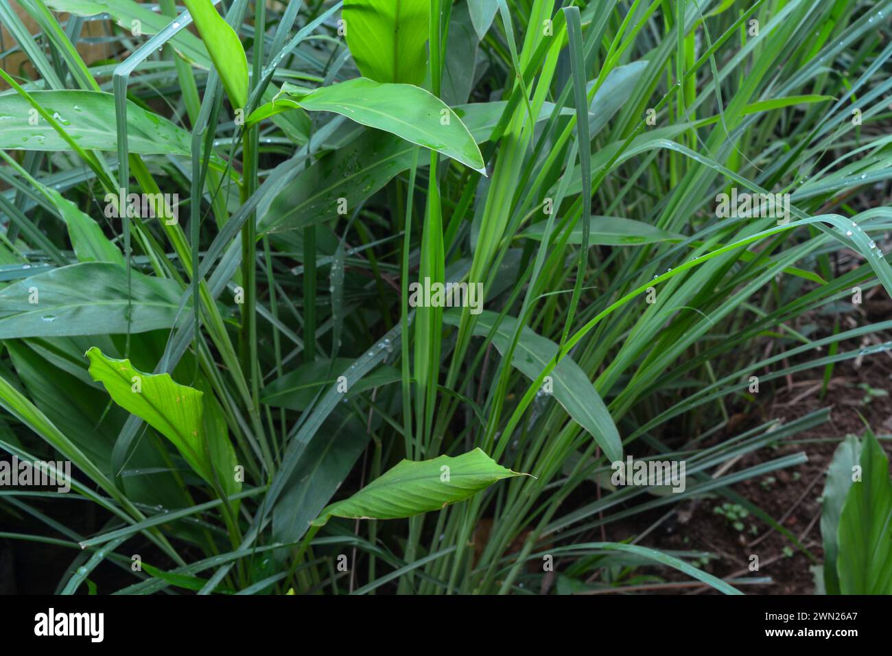 Tropical plants from Indonesia. Gardens in Indonesia Stock Photo - Alamy