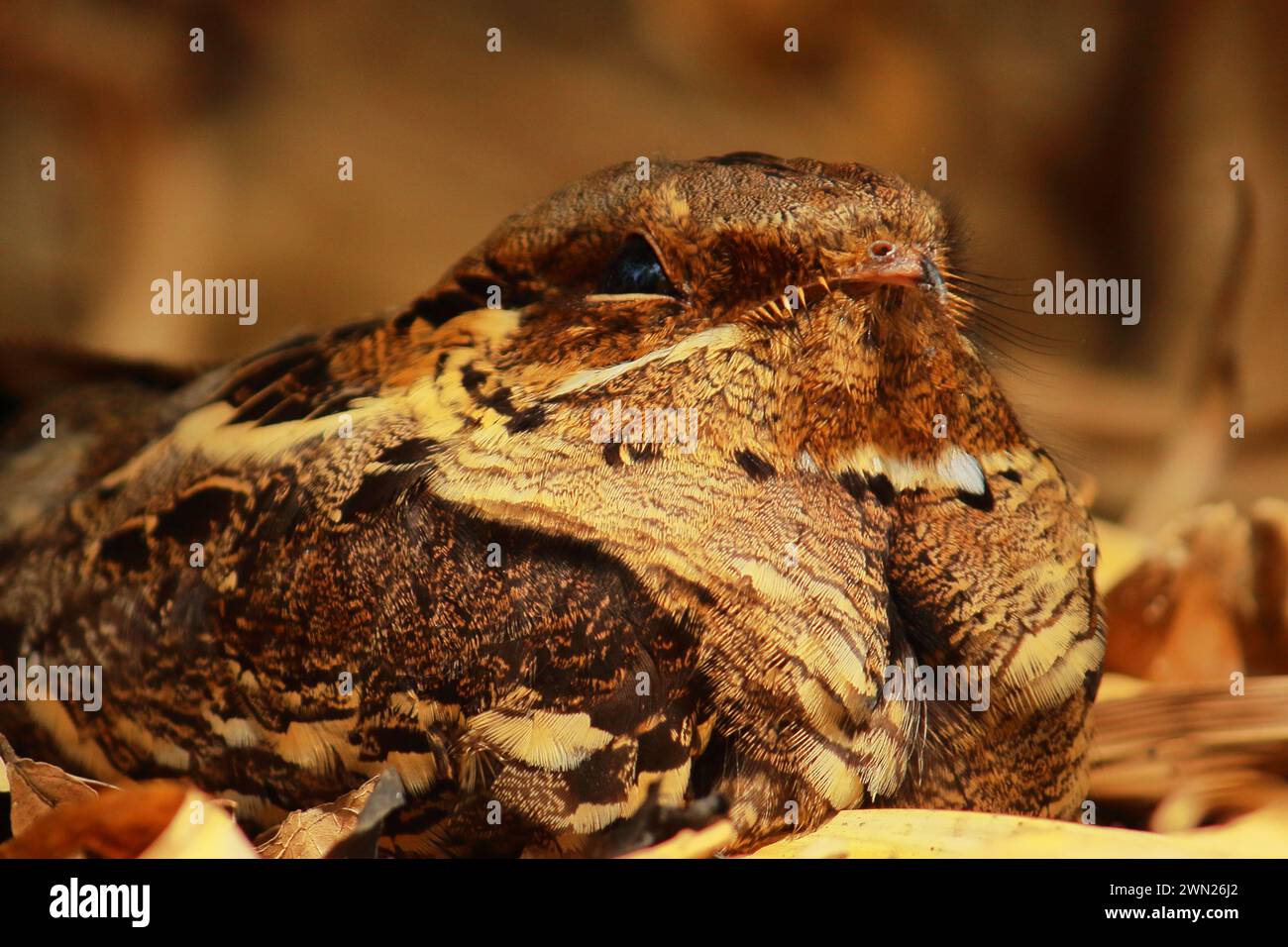 close up view of nocturnal bird long-tailed nightjar (caprimulgus ...