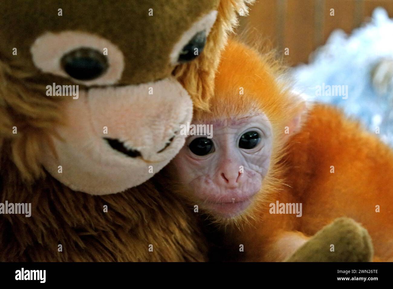 Javan langur psychology hi-res stock photography and images - Alamy