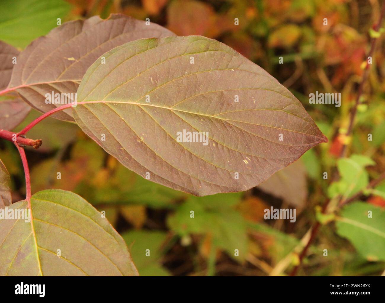 Purple leaf up close hi-res stock photography and images - Alamy