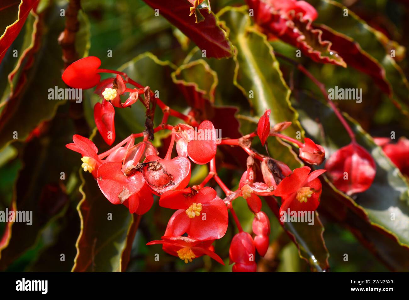 Macro photo of red lips flower (Psychotria Elata Stock Photo - Alamy
