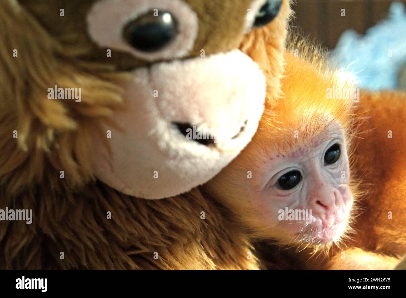A baby lutung (east Javan langur, Trachypithecus auratus) is ...