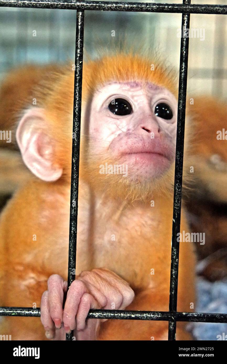 A baby lutung (east Javan langur, Trachypithecus auratus) is ...