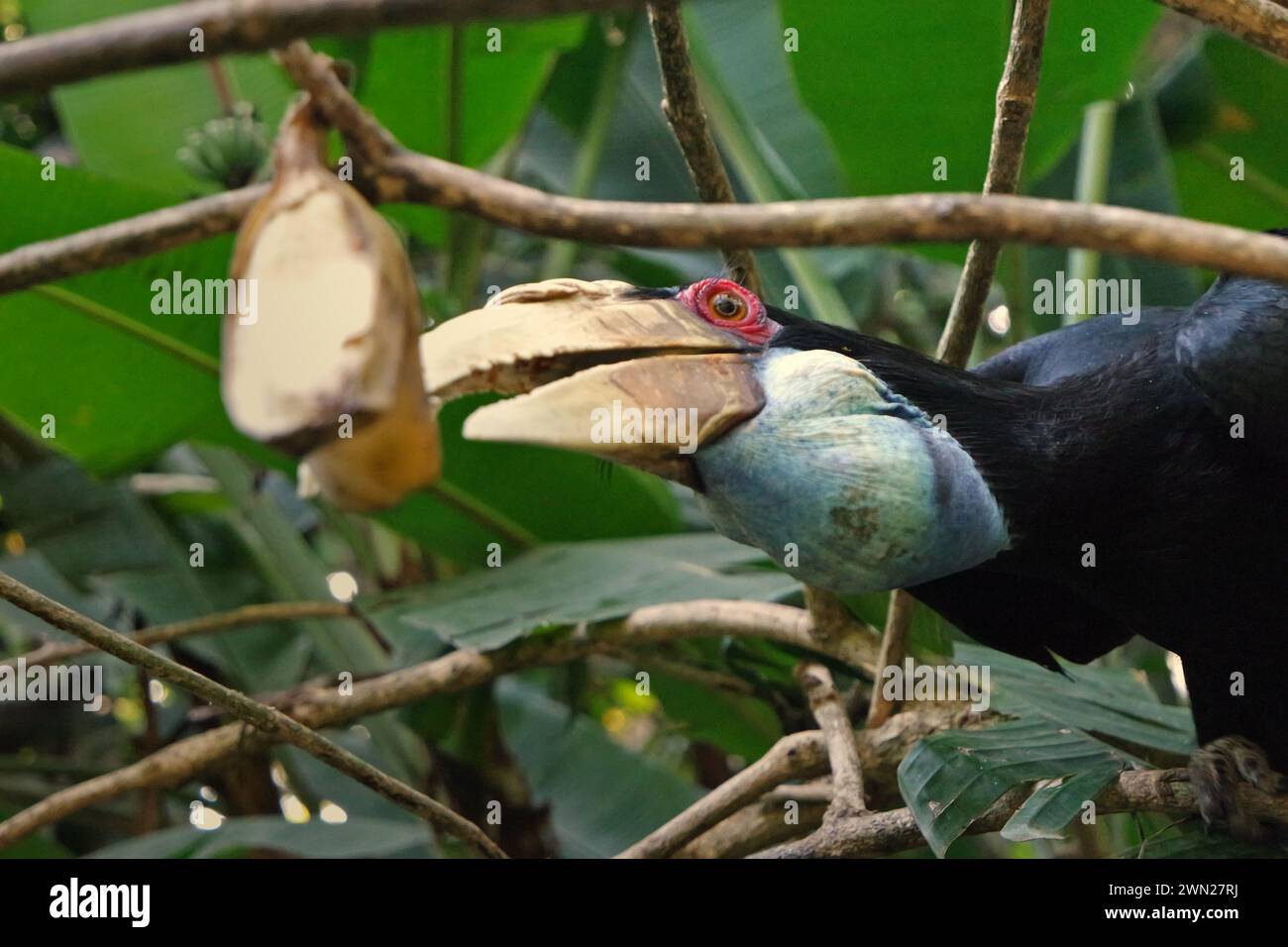 Close-up of a Sumba hornbill (Rhyticeros everetti) that is photographed ...