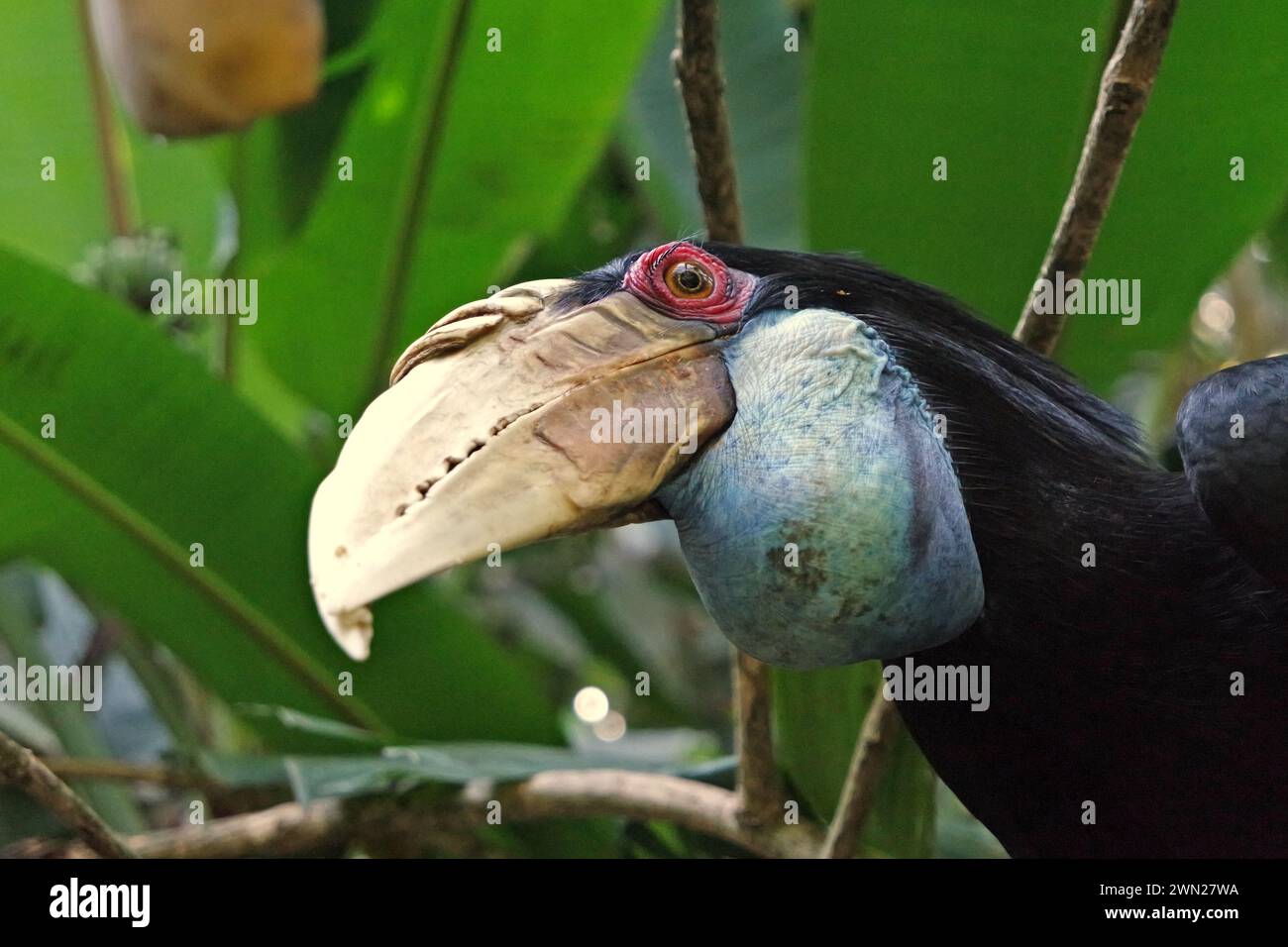 Close-up of a Sumba hornbill (Rhyticeros everetti) that is photographed ...