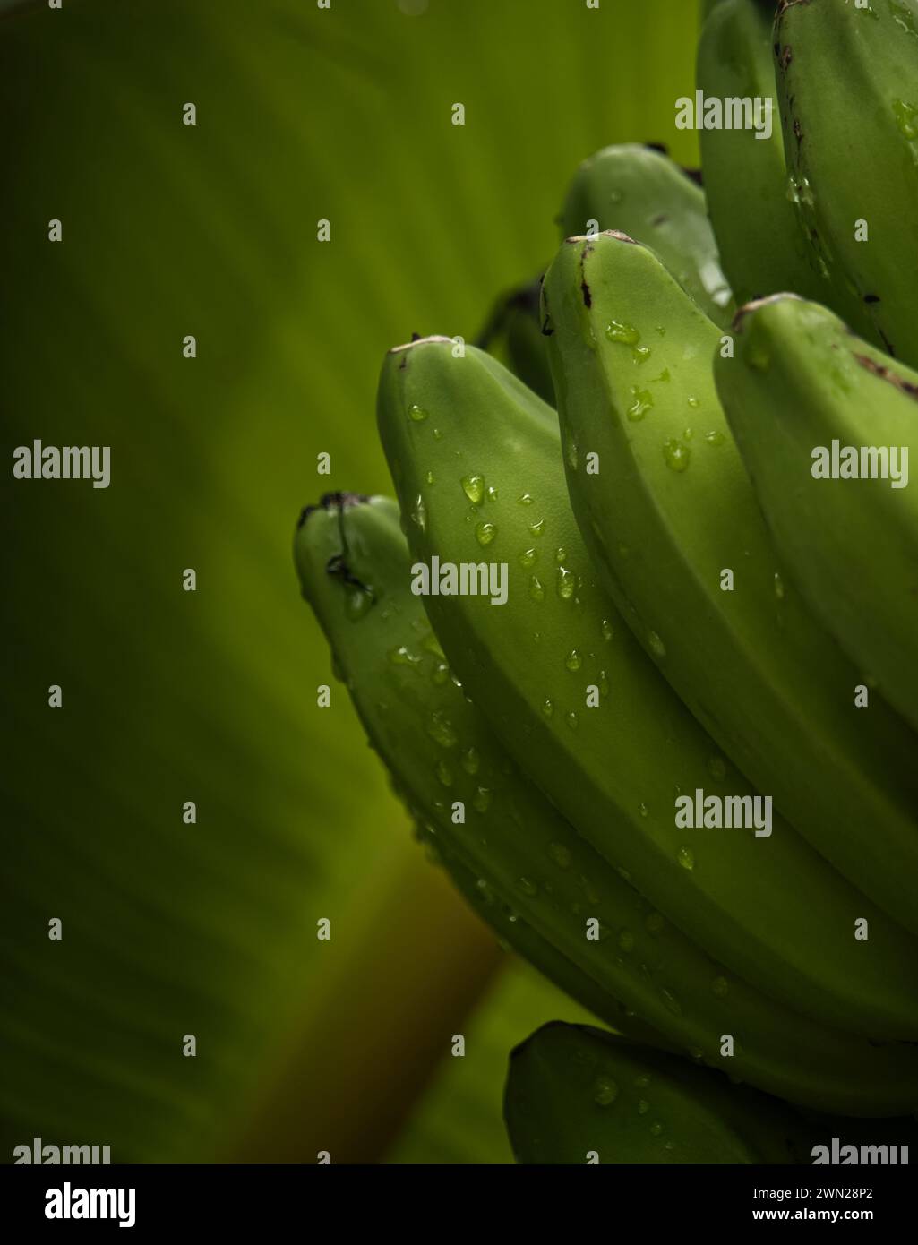 Banana tree bearing fruit hi-res stock photography and images - Alamy
