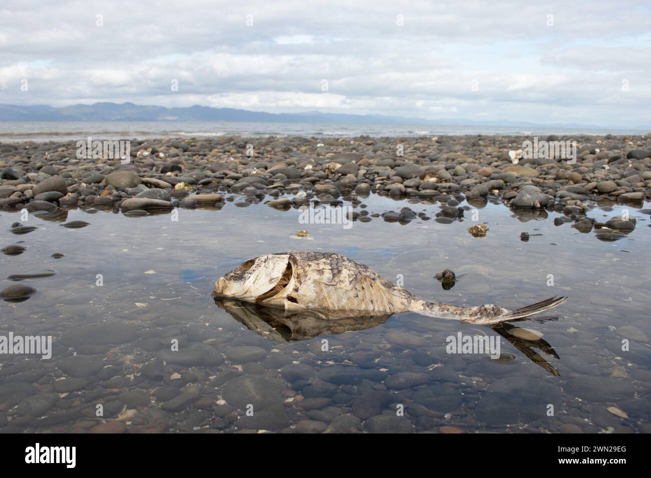 Mortality reflected - dead fish in a rockpool next to the ocean Stock ...