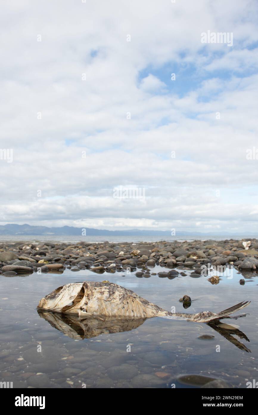 Mortality reflected - dead fish in a rockpool next to the ocean Stock ...