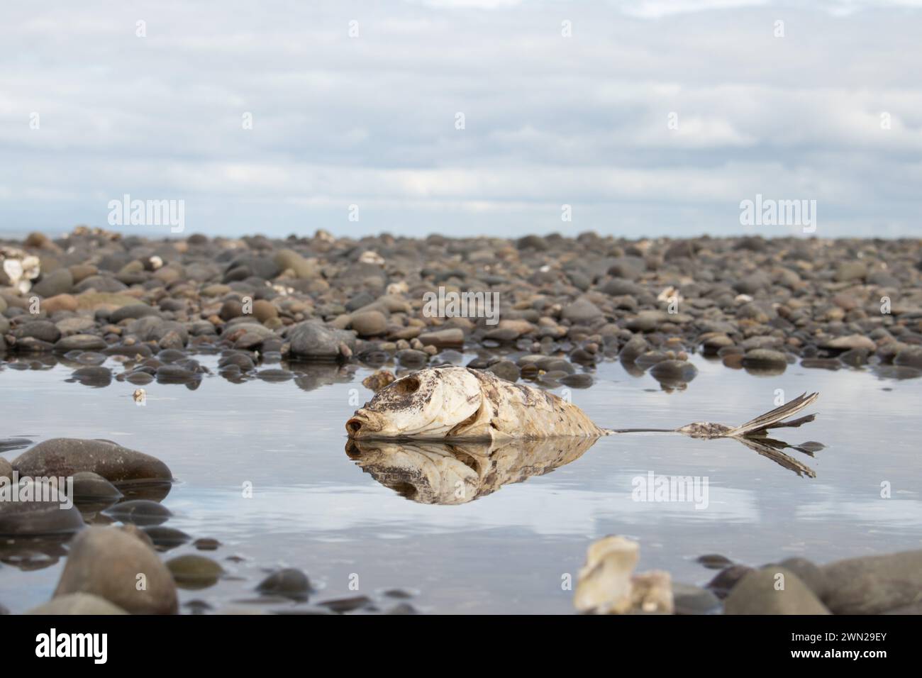 Mortality reflected - dead fish in a rockpool next to the ocean Stock ...
