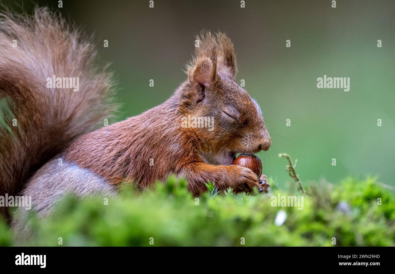 Squirrel at foot of a tree hi-res stock photography and images - Alamy