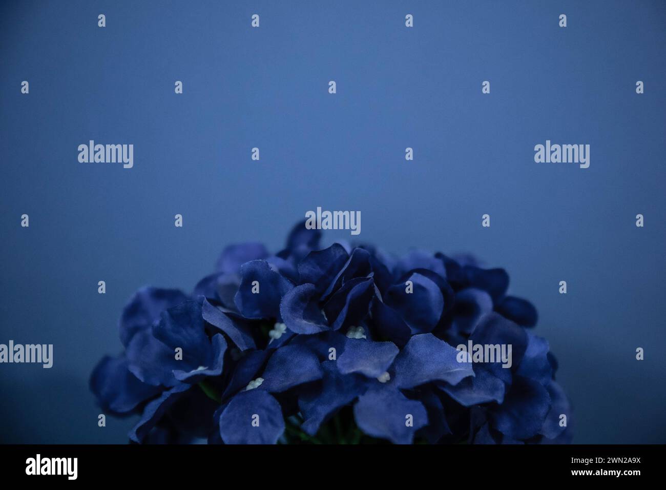 Vibrant artificial blue hydrangea flower against a cobalt blue ...